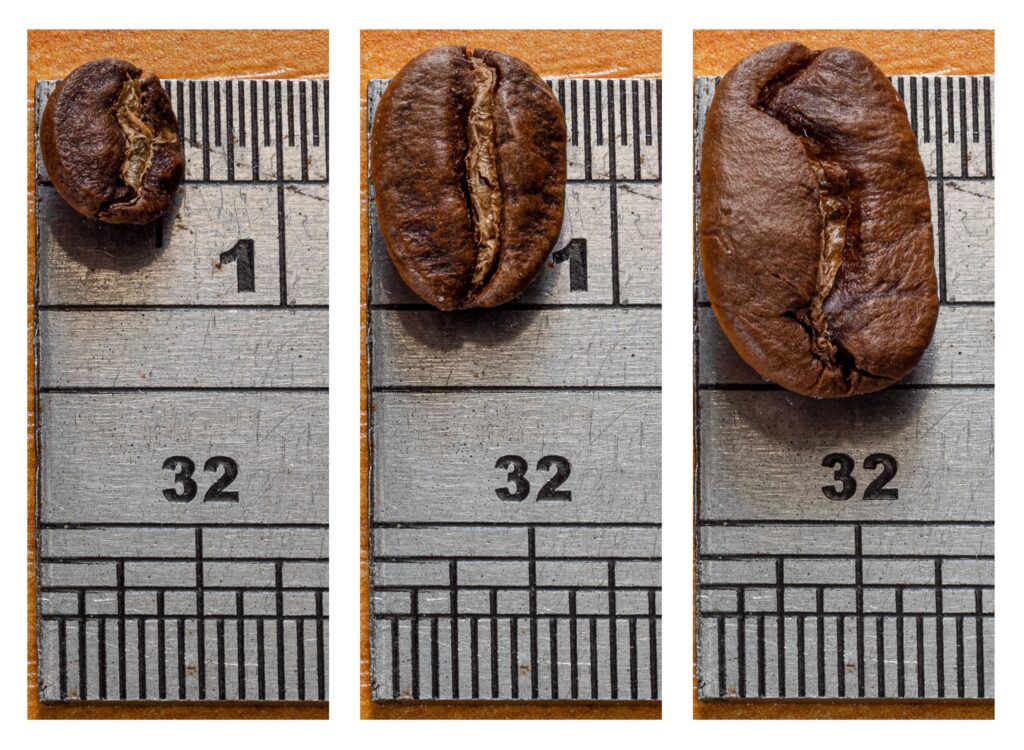 Coffee Seed Size AND EXTRACTION – How to Master the Art of Making the ...